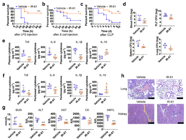 柳叶刀子刊丨IF：11.205丨Keap1-Nrf2 相互作用的小分子抑制剂通过选择性增强感染部位巨噬细胞的抗菌防御来减轻脓毒症 - 知乎