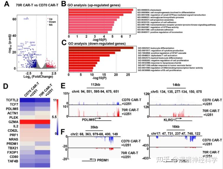 Translational Research ︱南京师范大学郭志刚/胡志刚团队发现促进CAR-T细胞高效通过血脑屏障治疗脑胶质瘤新机制 - 知乎