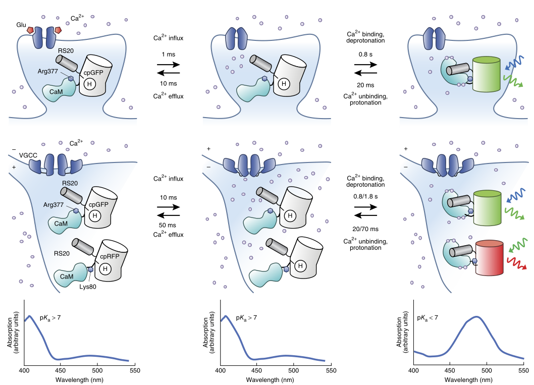 Nature神经科学综述｜标记神经元活动的基因编码指示剂 - 知乎