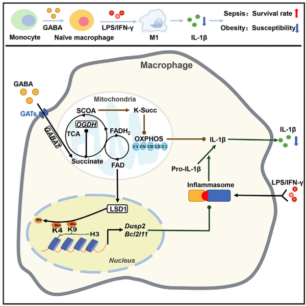 Cell子刊丨GABA 调节巨噬细胞中 IL-1β 的产生 - 知乎