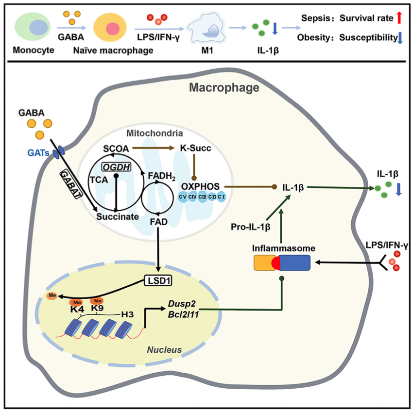 Cell子刊丨GABA 调节巨噬细胞中 IL-1β 的产生 - 知乎