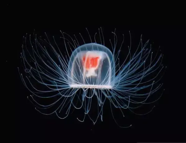 世界上最梦幻的生物——水母（作者：暮晖熠熠） - 知乎
