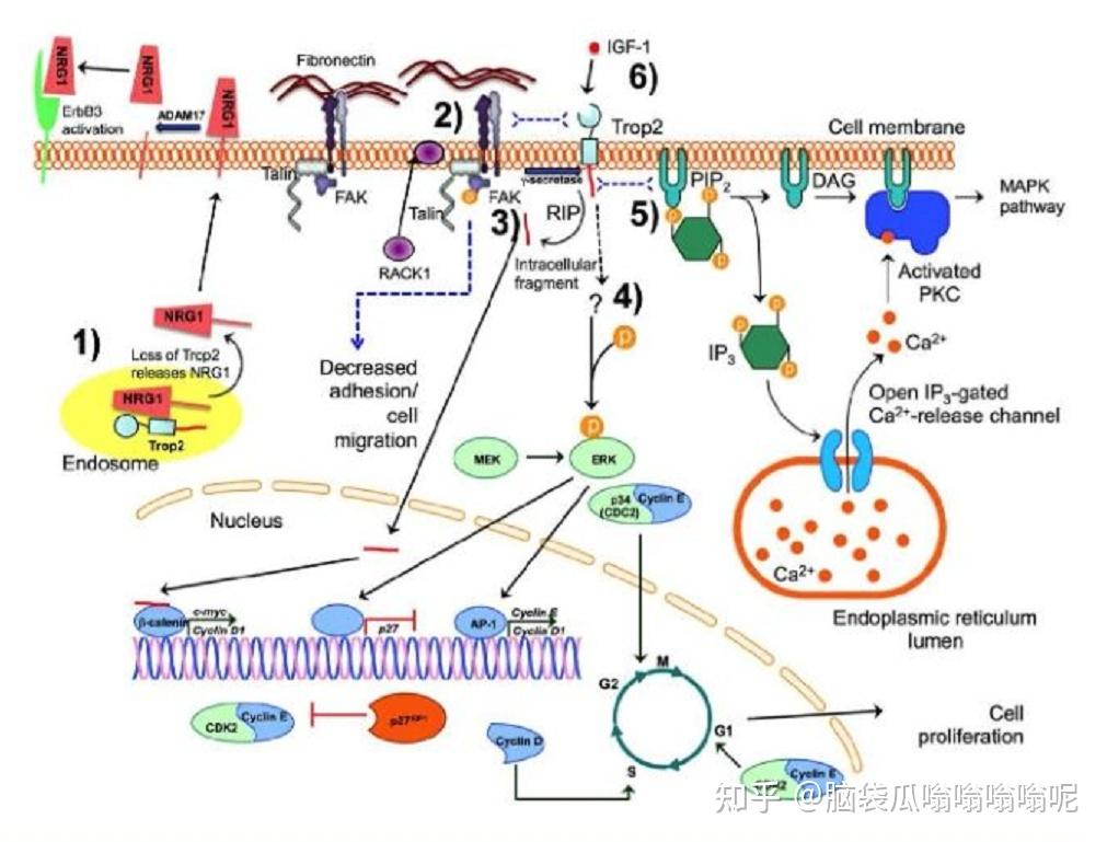 TROP-2靶点调研 - 知乎