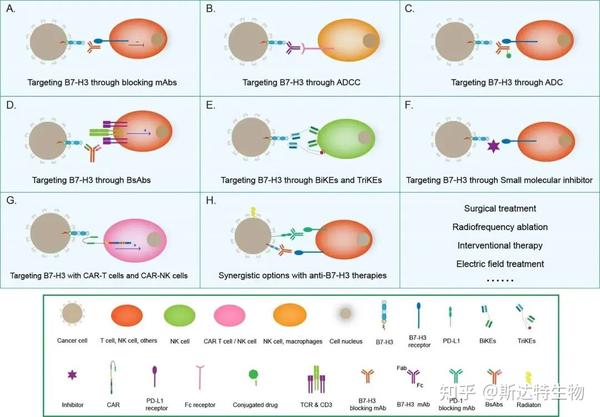 新兴靶点B7-H3/H4，助力ADC药物研发 - 知乎