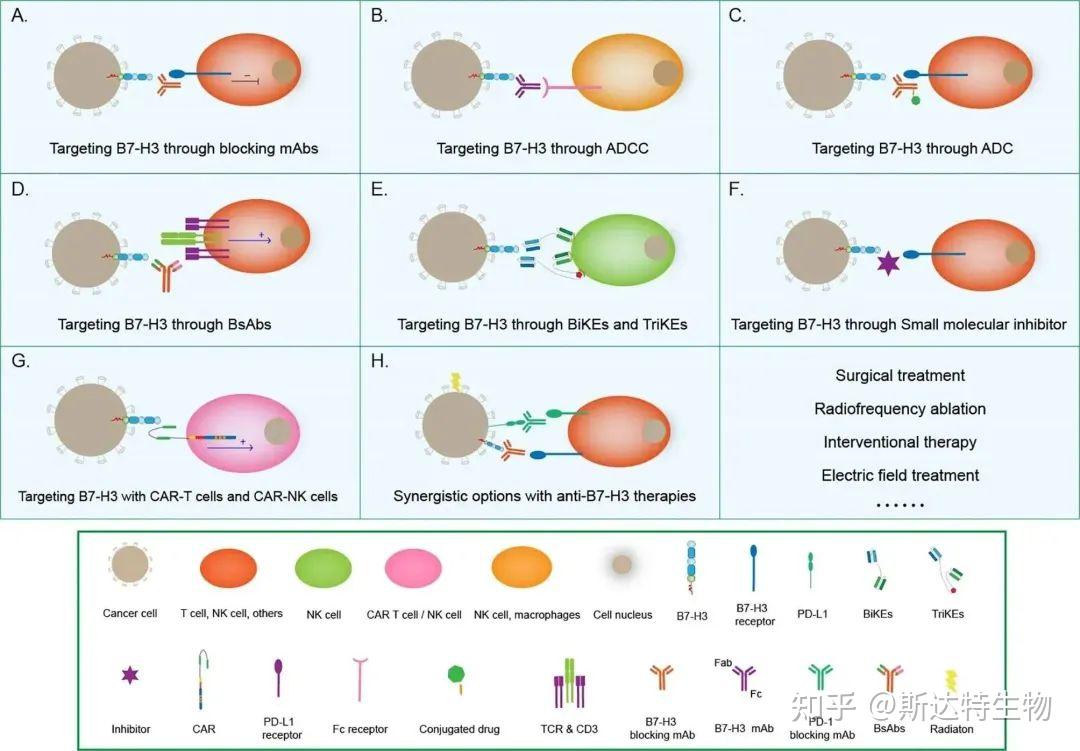 新兴靶点B7-H3/H4，助力ADC药物研发 - 知乎