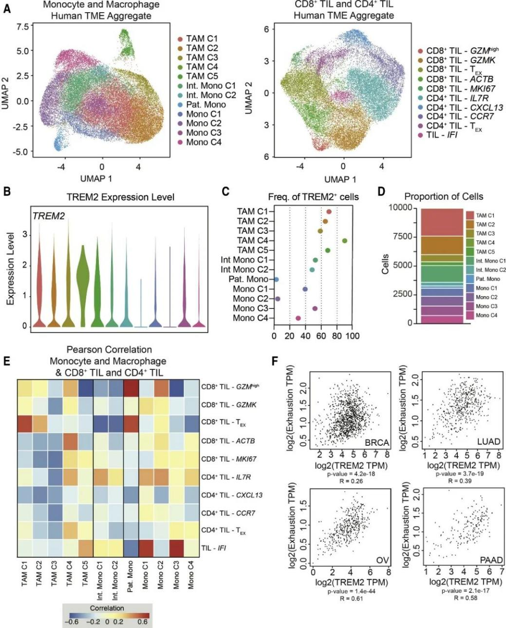 【明星靶点TREM2】盘点TREM2对AD、肥胖症、癌症以及心脏疾病的作用机制 - 知乎