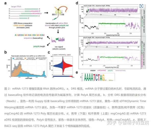 首次发现新冠mRNA疫苗体内聚腺苷酸化，增长PolyA尾巴 - 知乎