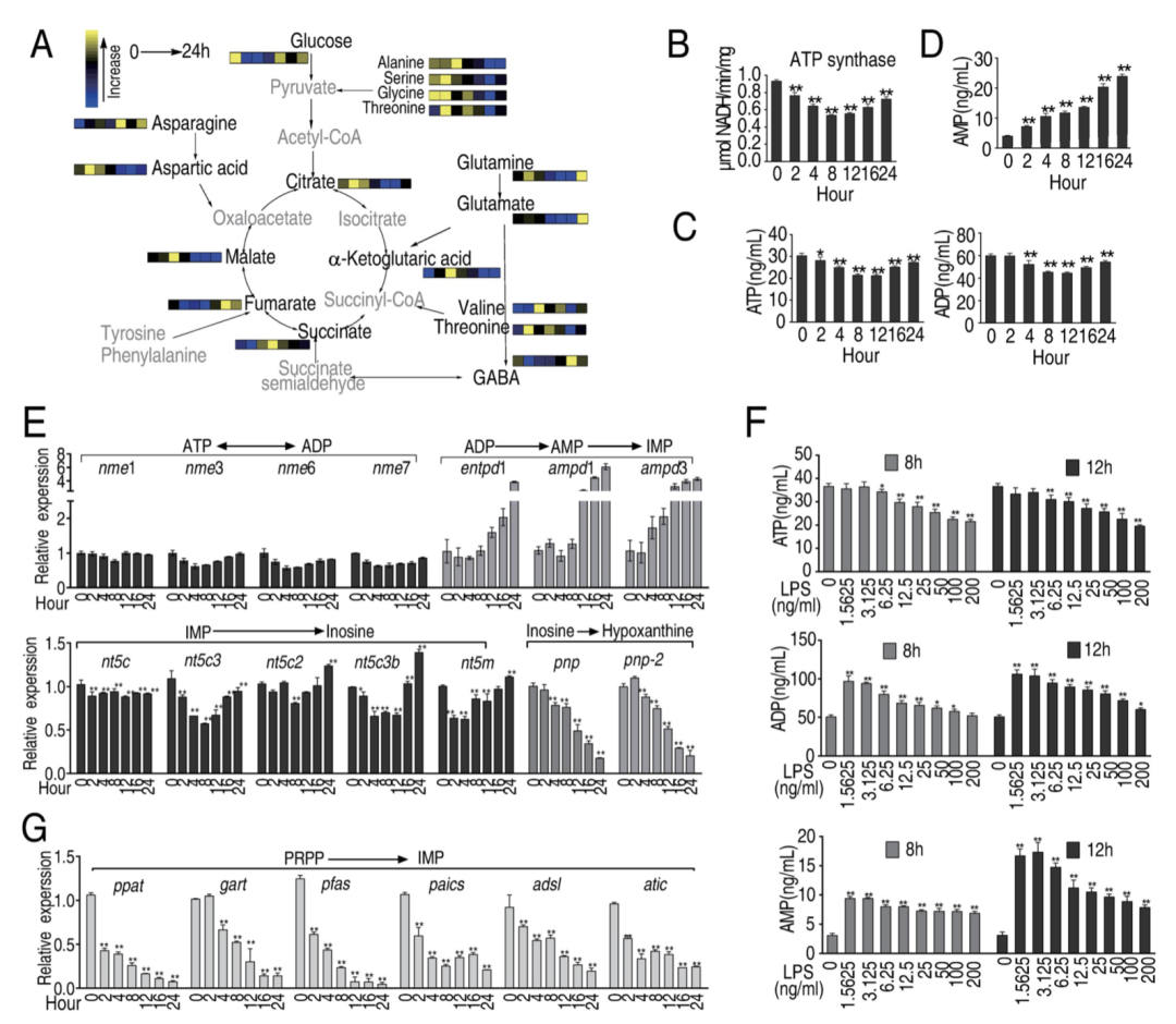 PLOS Pathogens丨琥珀酸和肌苷协调对细菌感染的先天免疫反应 - 知乎