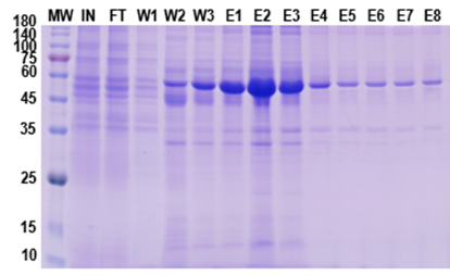 重组抗体高效表达秘籍 - 知乎