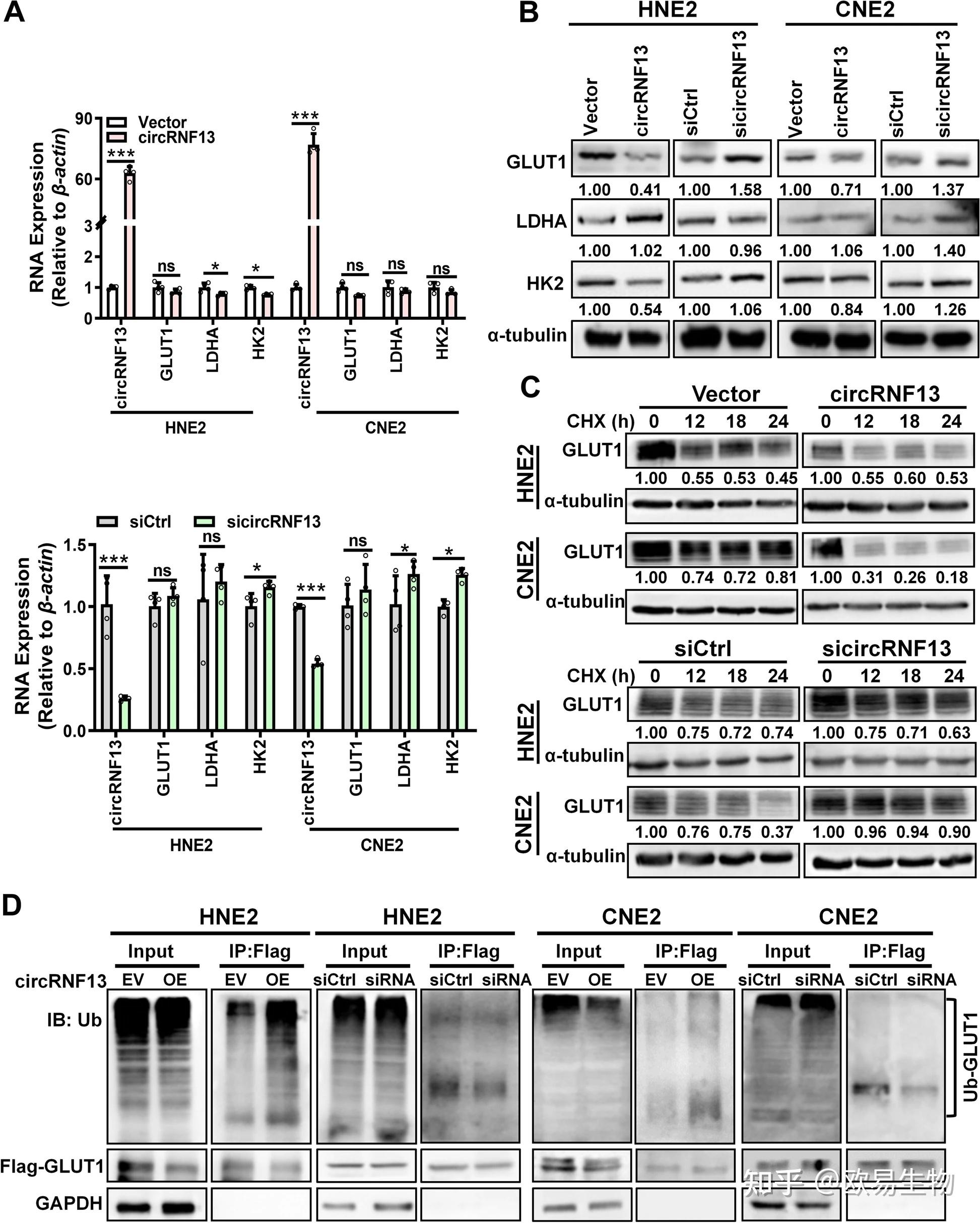 Mol Cancer：中南大学发现鼻咽癌细胞增殖和转移circRNA作用机制 - 知乎