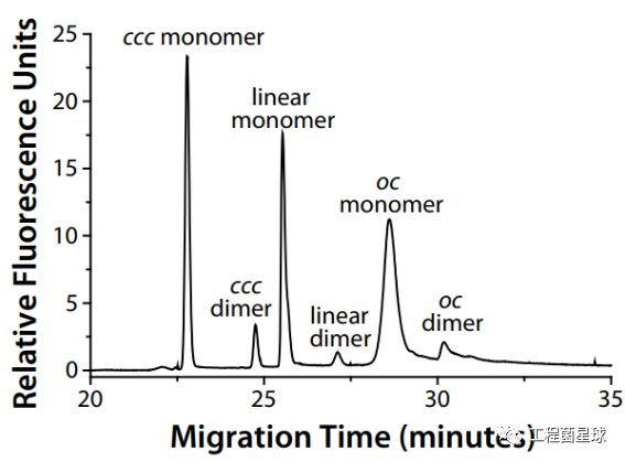 【耀文解读】一文读懂|质粒多聚体Plasmid Multimers的形成机制、检测方法及降低策略 - 知乎