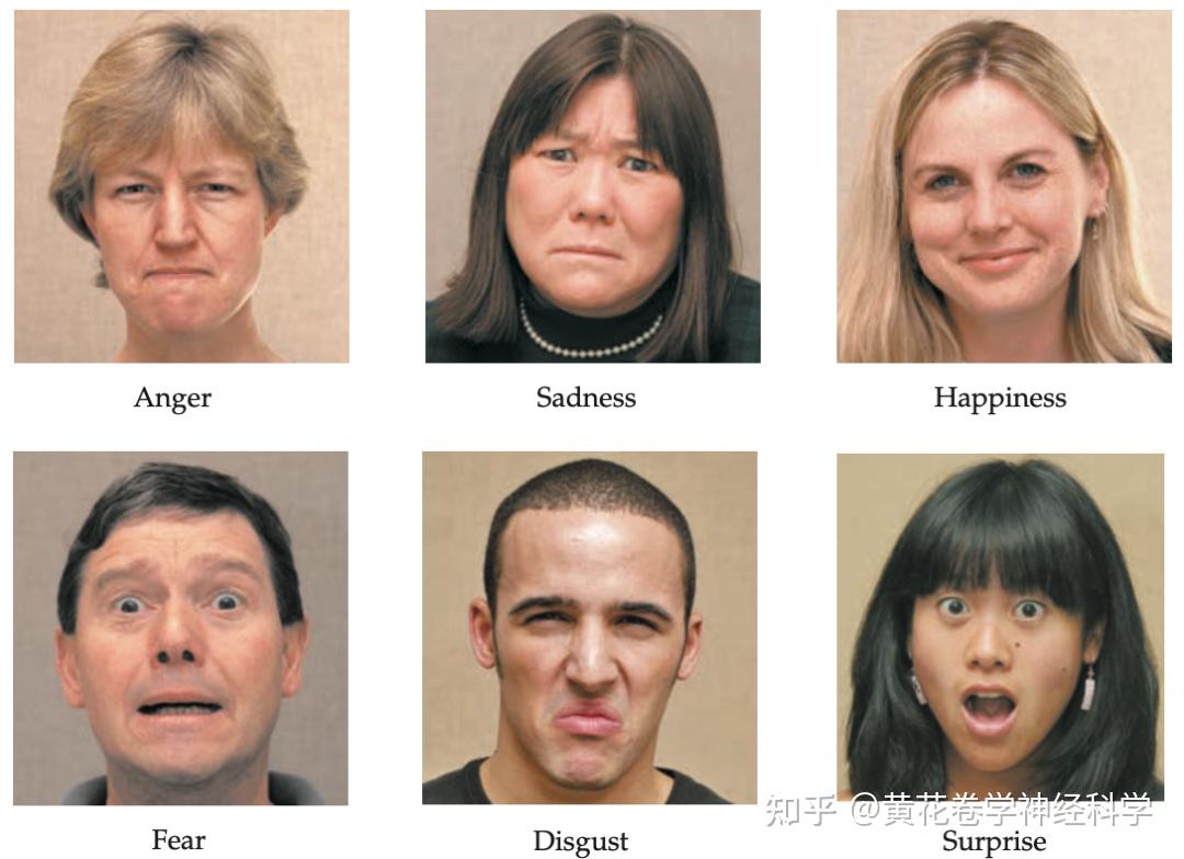 大脑如何调控情绪和表情？ - 知乎