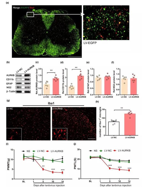 【客户文章】《J Neurochem》湘雅医院黄长盛团队发现AURKB在大鼠脊髓小胶质细胞活化和神经病理性疼痛中有重要作用 - 知乎