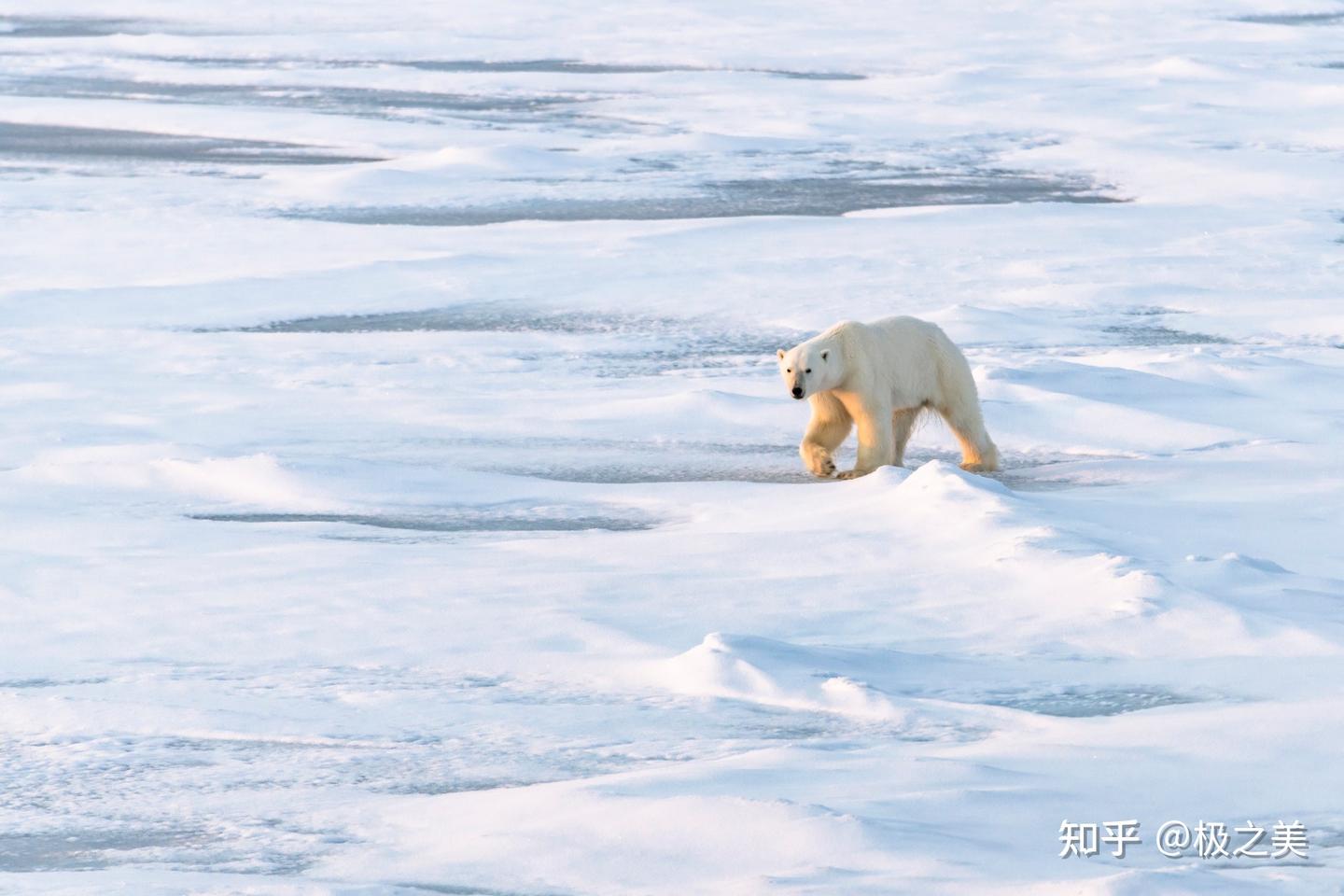 硬核破冰丨乘坐50年胜利号破冰船，探寻地球之巅 - 知乎