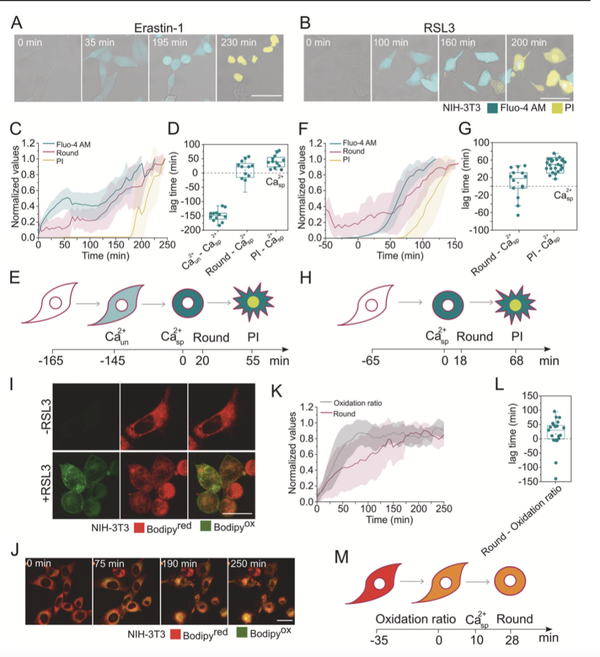 Cell Death and Differentiation丨铁死亡也会打孔 - 知乎