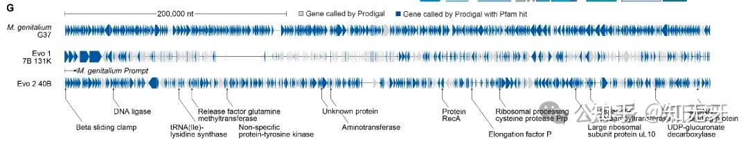 Evo2：跨生命领域的基因组“造物主”模型 - 知乎
