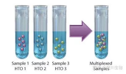 Cell Hashing技术介绍 | 单细胞专题 - 知乎