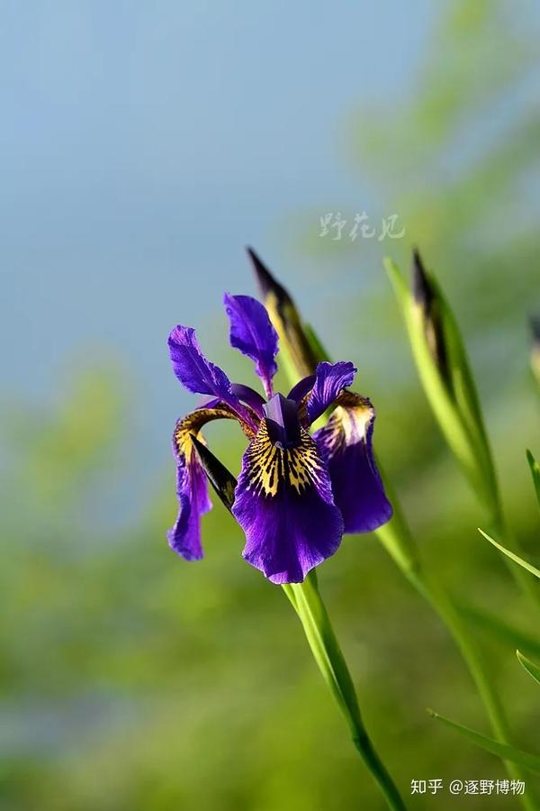高山上的彩虹女神——鸢尾属Iris - 知乎
