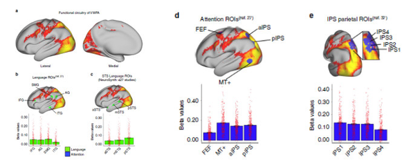 NC突破性研究：这个脑区（VWFA）也是语言和注意力脑回路的一部分！ - 知乎