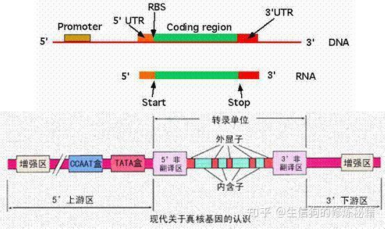 基因序列中的一些名词区别（CDS、Exon、Intron、UTR、ORF、启动子、TF等） - 知乎