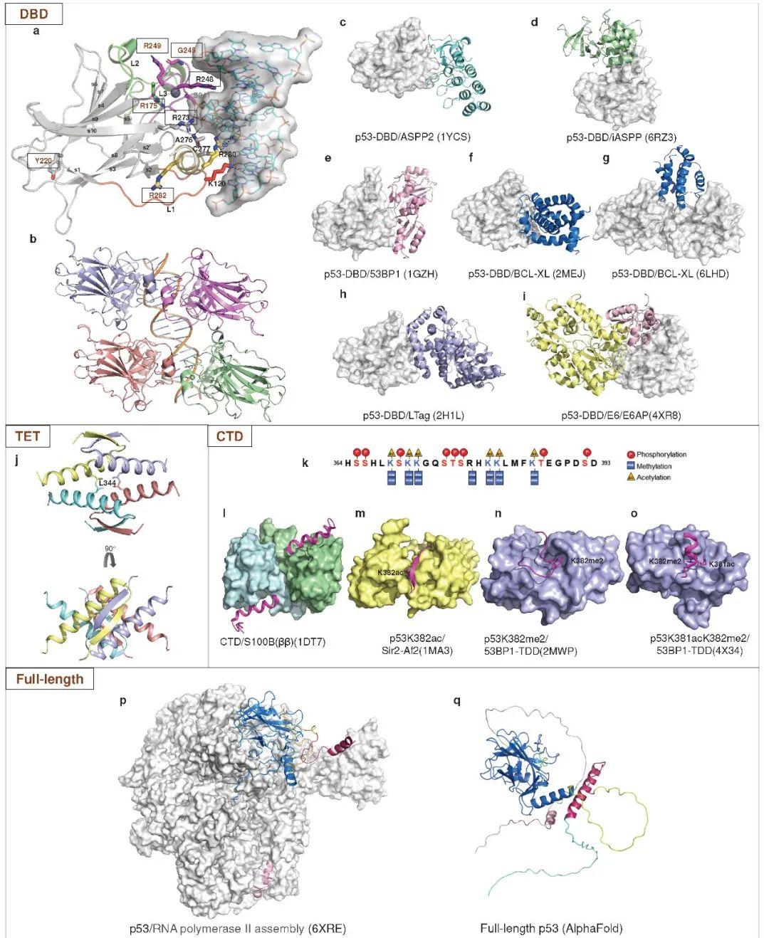 STTT 综述︱中南大学湘雅医院陈永恒/危蝴蝶团队评述抑癌基因TP53的新进展 - 知乎