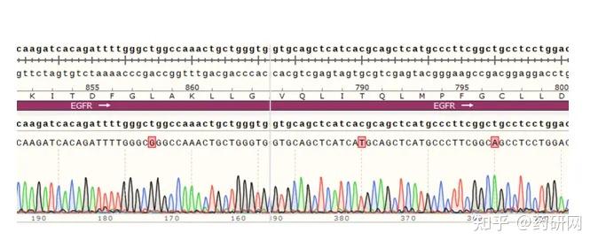 KRAS与EGFR联合，双靶向治疗优势明显 - 知乎