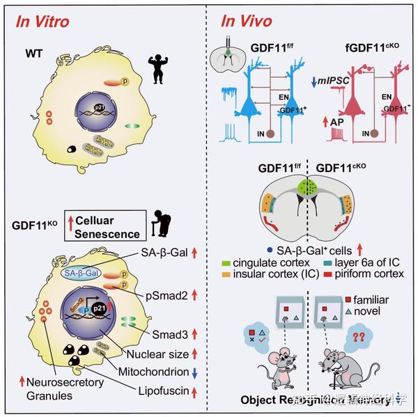 Nat Commun︱浙江大学赵经纬/复旦大学舒友生/华大生命科学研究院韩磊团队合作揭示GDF11抑制p21延缓兴奋性神经元衰老和改善认知老年 ...