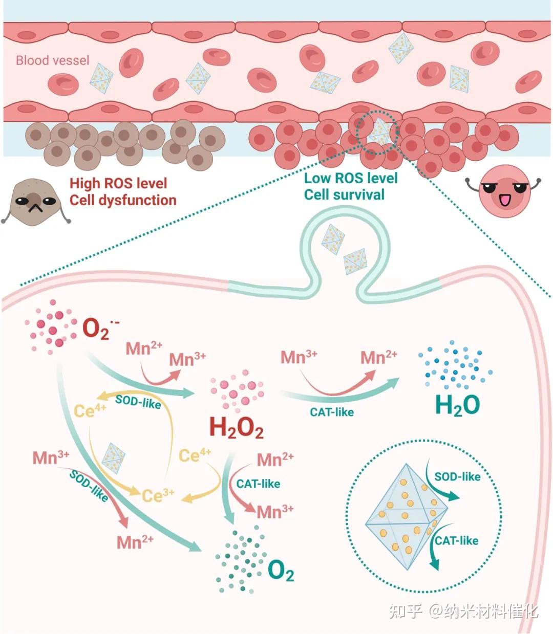 【Angew.Chem.Int.Ed.】Mn-Ce 共生：具有多个活性位点的纳米酶有助于基于电子转移和约束锚定的活性氧清除 - 知乎