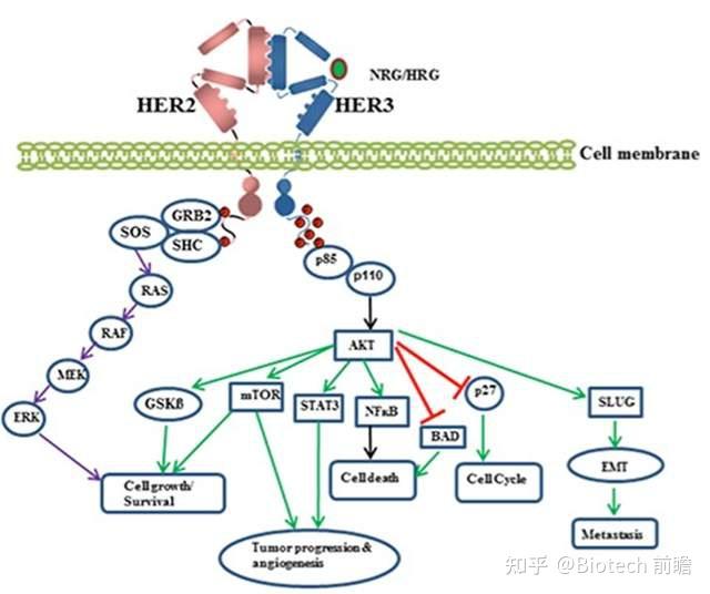 晚期NSCLC|Her2、Her3、Trop-2 靶向治疗进展 - 知乎