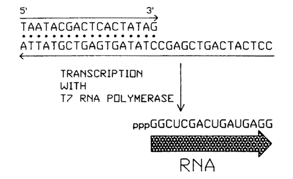【星耀小课堂】mRNA篇|mRNA合成——In Vitro Transcription并非想象的那么简单 - 知乎