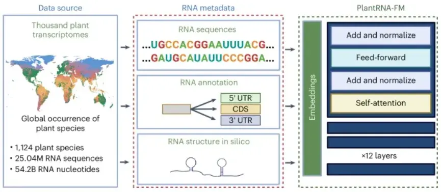 性能远超当前SOTA，首个可解释RNA的AI植物基础模型来了，整合1124种植物RNA信息 - 知乎