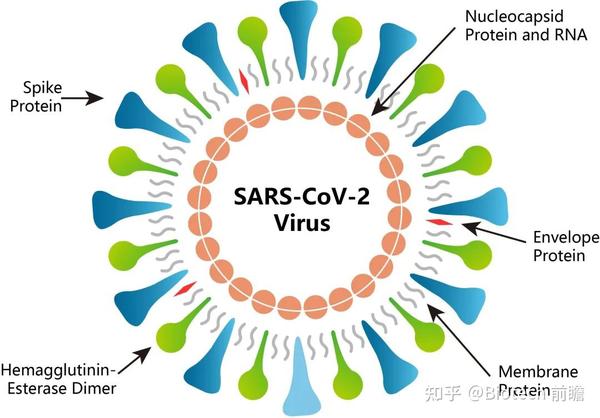 辉瑞、盐野义3CL蛋白酶抑制剂，默沙东RdRp抑制剂即将会师国内 - 知乎