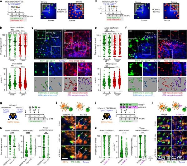 Nature重磅：无需依赖TCR，CD4+T让免疫逃逸肿瘤“无路可逃” - 知乎