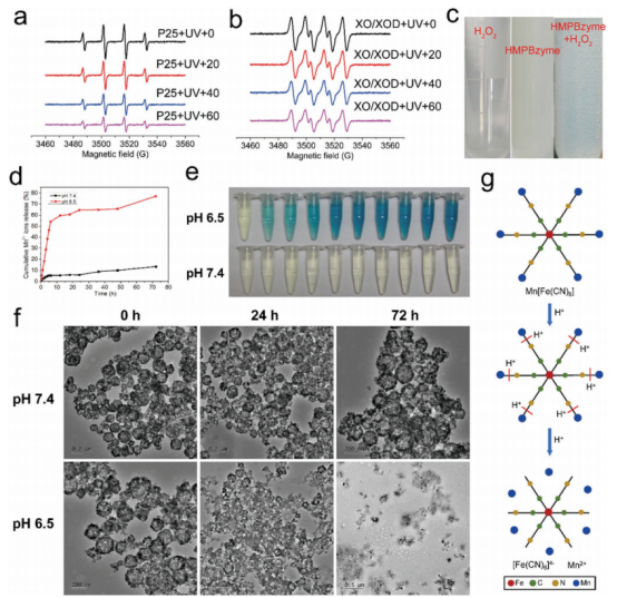 文献解读：骨关节炎治疗或有新希望？生物可降解HMBP酶大有潜力！ - 知乎