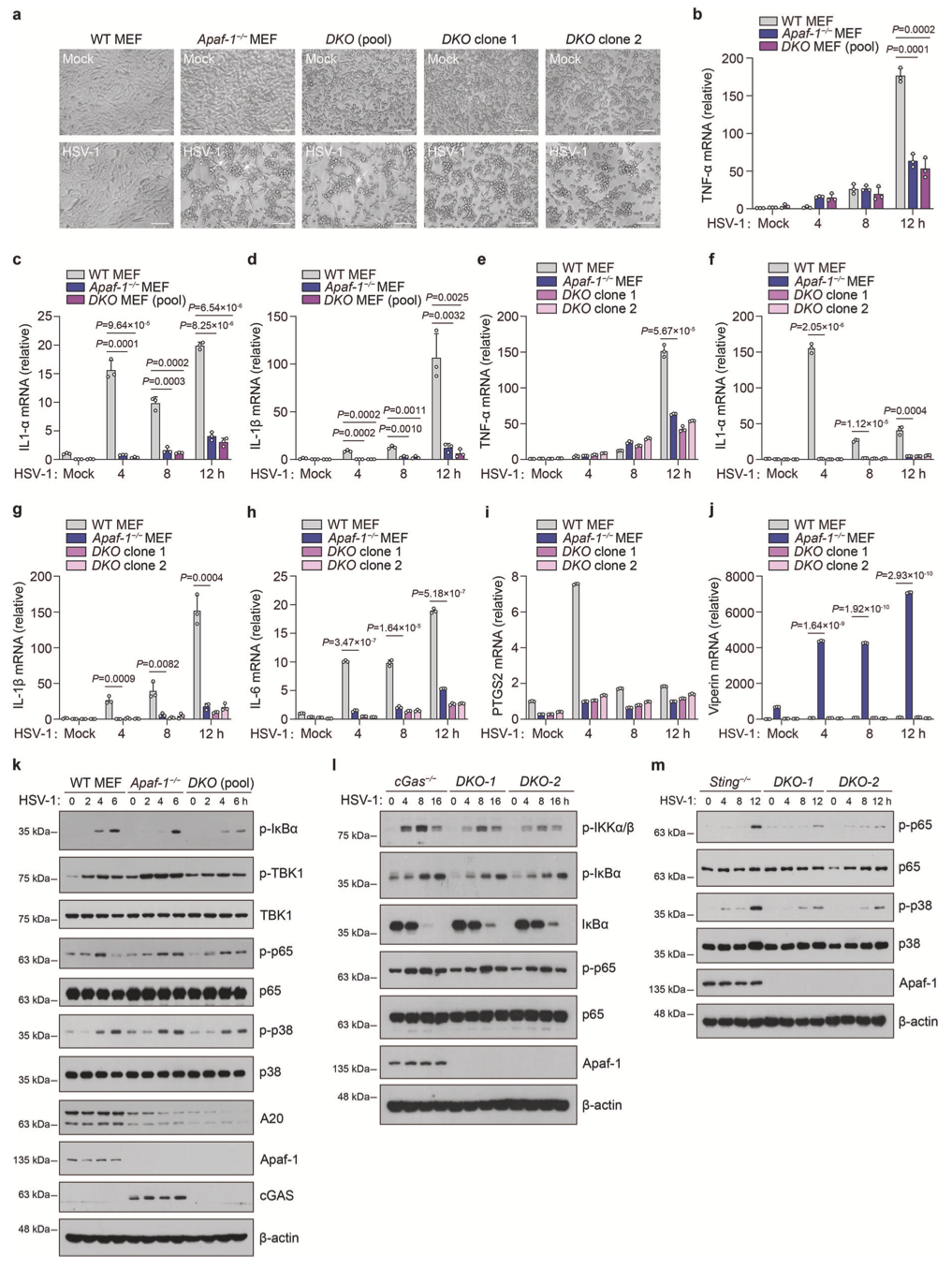 Cell Discovery丨Apaf-1是一种进化保守的DNA传感器，可控制细胞凋亡和炎症之间的命运转换 - 知乎
