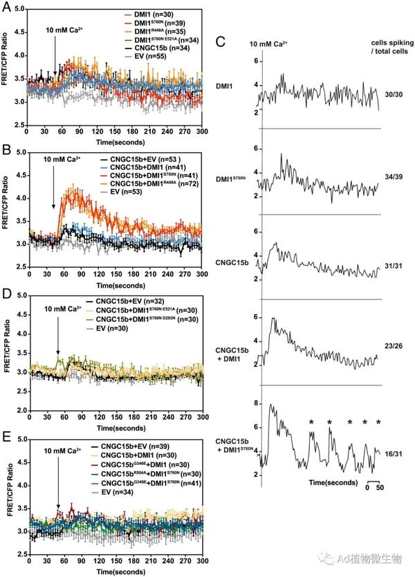 PNAS | 中科院谢芳团队揭示结瘤植物钙通道复合物的激活机制！ - 知乎