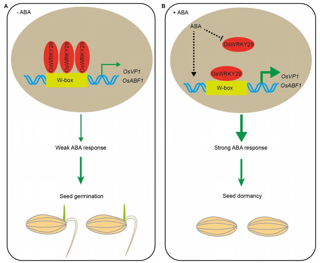 WRKY家族想做个自我介绍（一） - 知乎