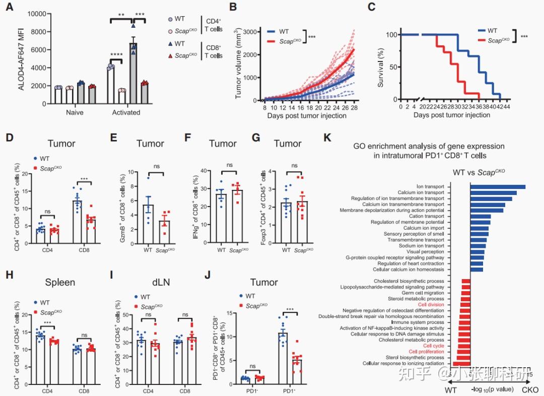T细胞耗竭与胆固醇代谢的关系：或可应用于肿瘤免疫治疗 - 知乎