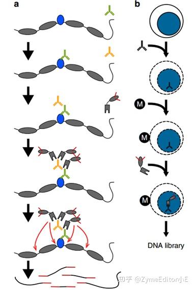 干货 | 初识CUT&Tag技术与核心酶pG/pA-Tn5 - 知乎