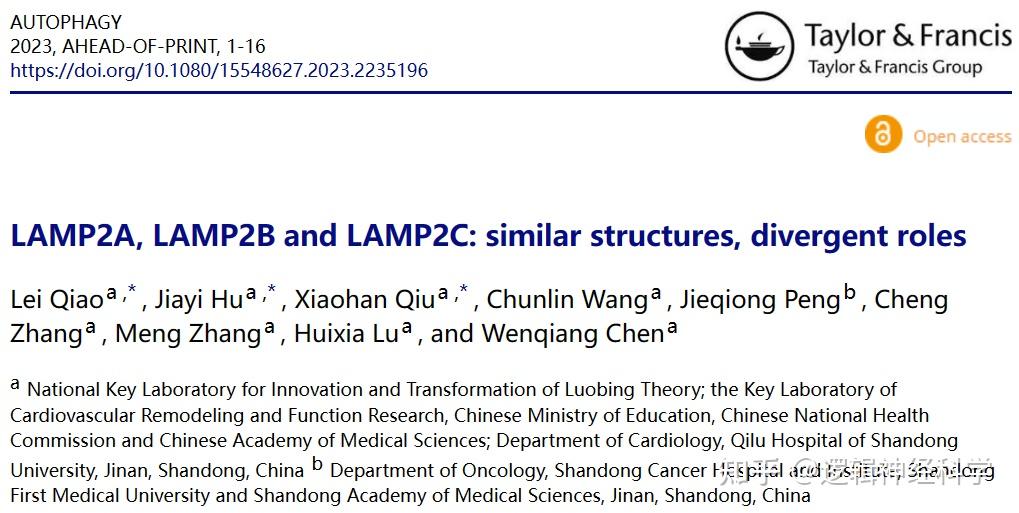 Autophagy 综述︱山东大学齐鲁医院陈文强/吕慧霞/张猛团队评述LAMP2A、LAMP2B和LAMP2C在疾病中的作用 - 知乎