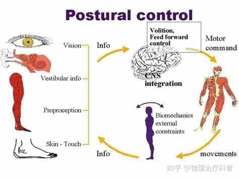 姿势控制（postural control） - 知乎