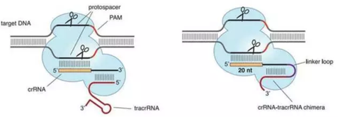 小白快速上手！CRISPR-KO系统的构建 - 知乎