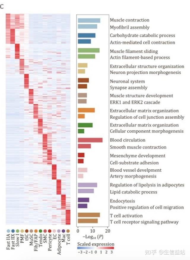 IF>20！复现高分文章中的单细胞热图——marker基因热图 + GO富集条形图 - 知乎