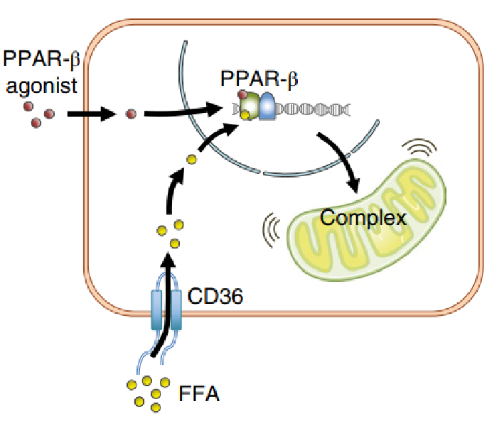 癌症治疗新靶点：清道夫受体CD36调控肿瘤免疫 - 知乎