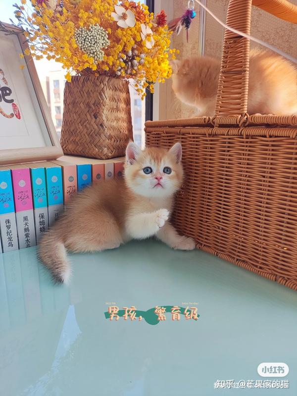 猫咪排尿、排便困难怎么回事? 知乎