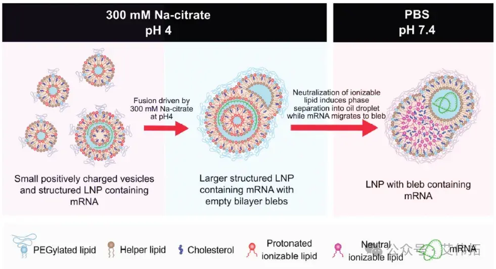 为LNP配方做减法：三组份LNP相关研究进展 - 知乎