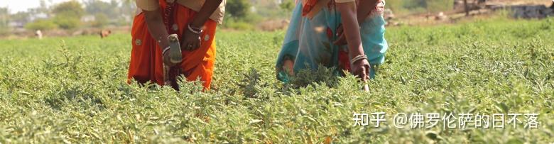 解读品牌南非醉茄-KSM-66® - 知乎