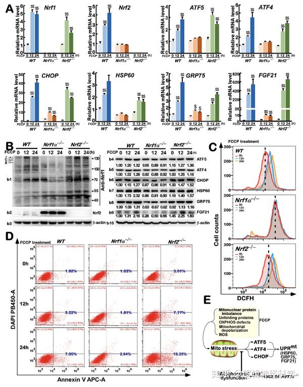 专家点评 Redox Biol︱Nrf1是维护细胞线粒体稳态而不可或缺的一个氧化还原决定因子 - 知乎