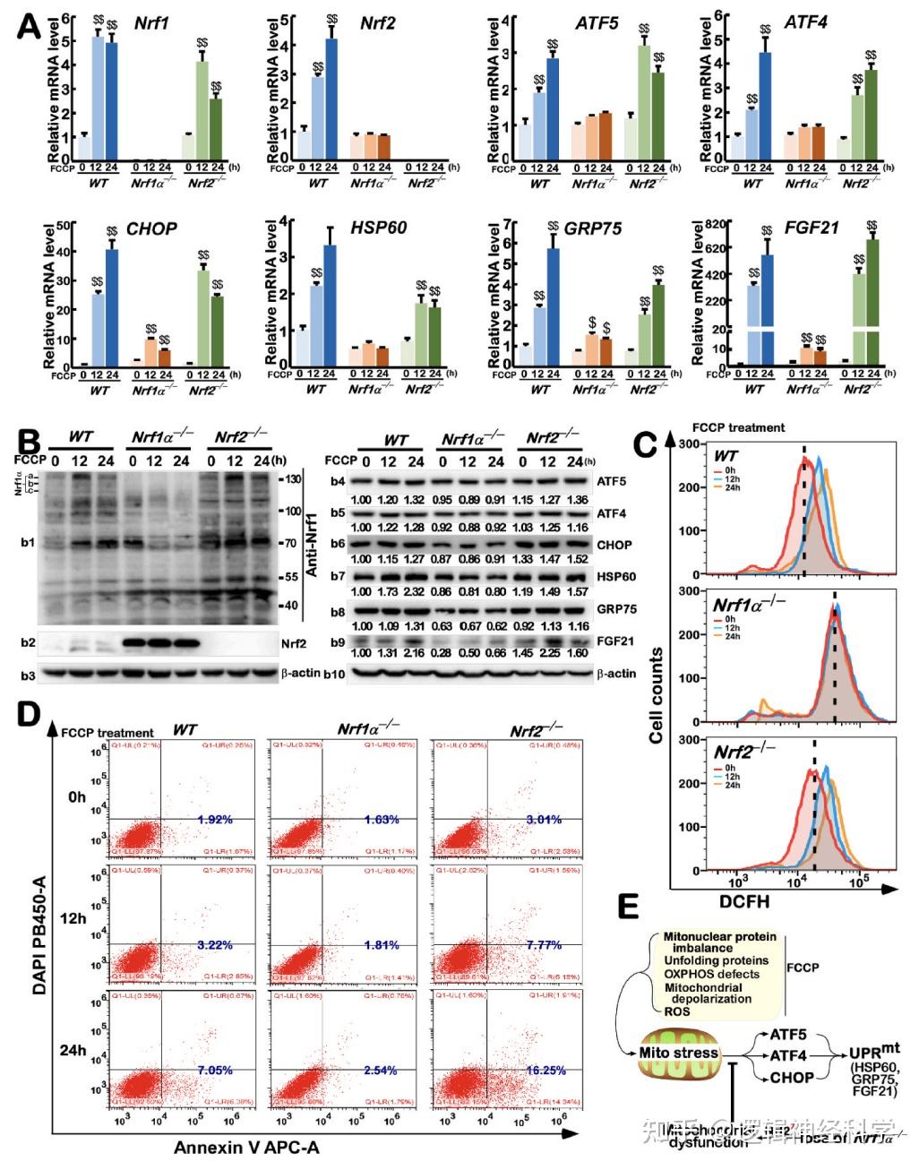 专家点评 Redox Biol︱Nrf1是维护细胞线粒体稳态而不可或缺的一个氧化还原决定因子 - 知乎