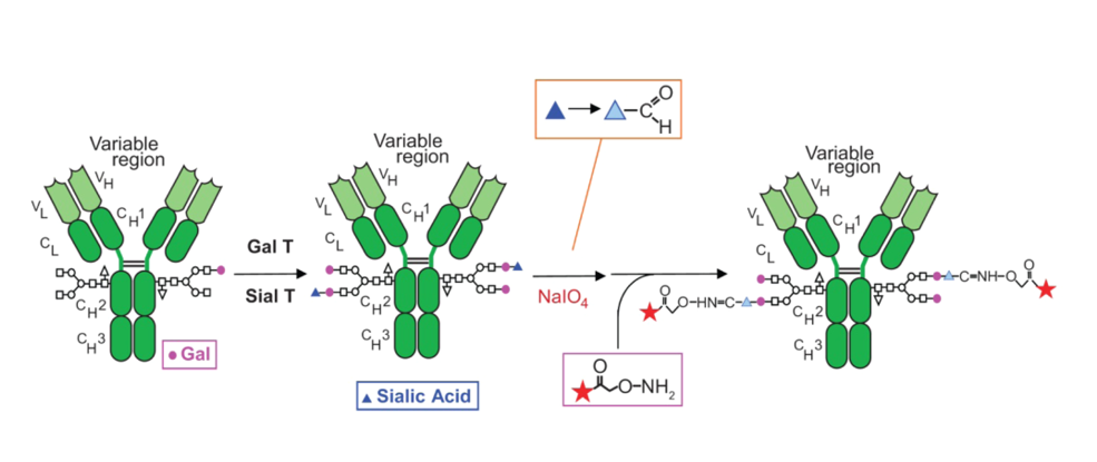 ADC的四大经典定点偶联技术 - 知乎